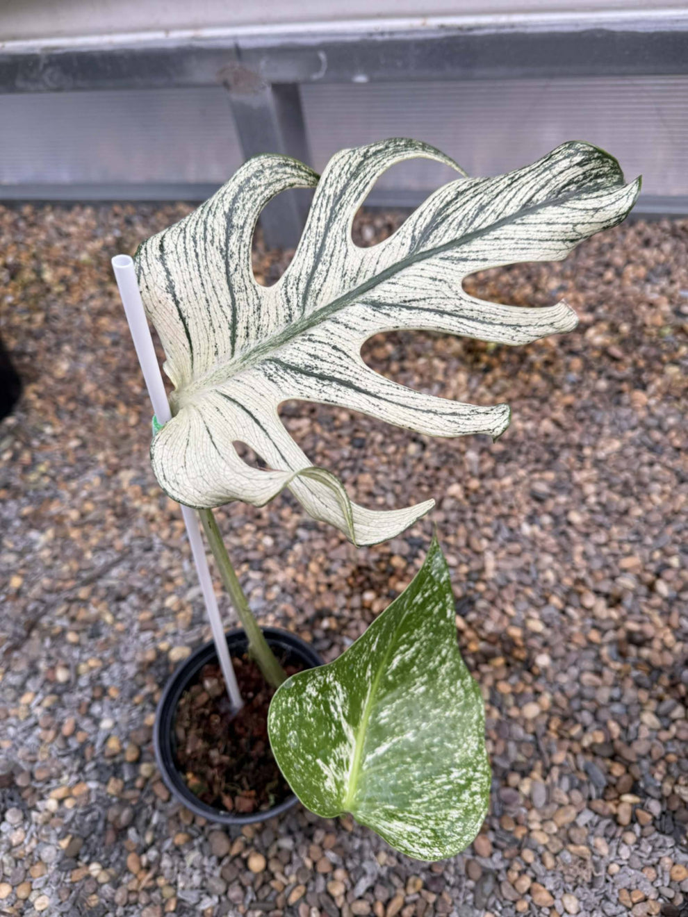 Monstera deliciosa “Devil Monstera” Variegated – Rare cutting 1 leaf ...