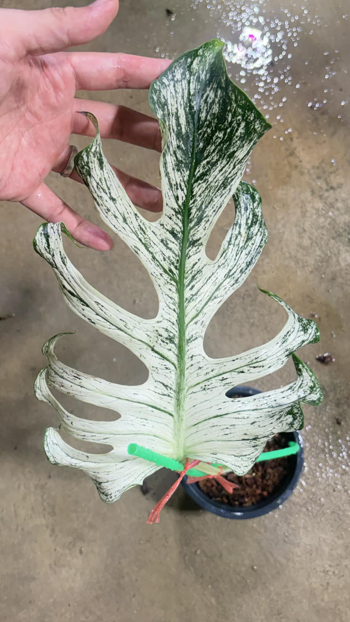 Monstera deliciosa “Devil Monstera” Variegated – Rare cutting 1 leaf r ...