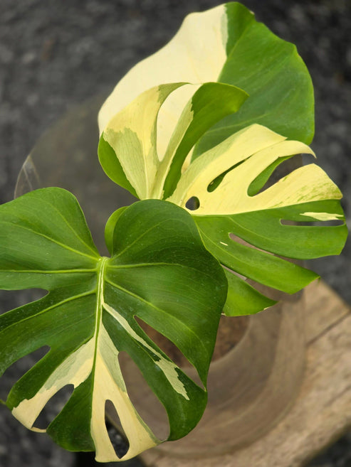 Monstera Deliciosa “Sphinx” Rare Actual Plant – BanrakTonmai Garden ...