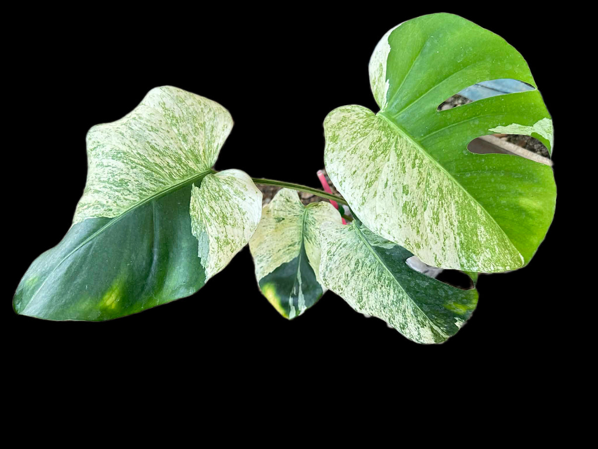 Monstera Deliciosa “White Tear” Variegated – BanrakTonmai Garden Thailand